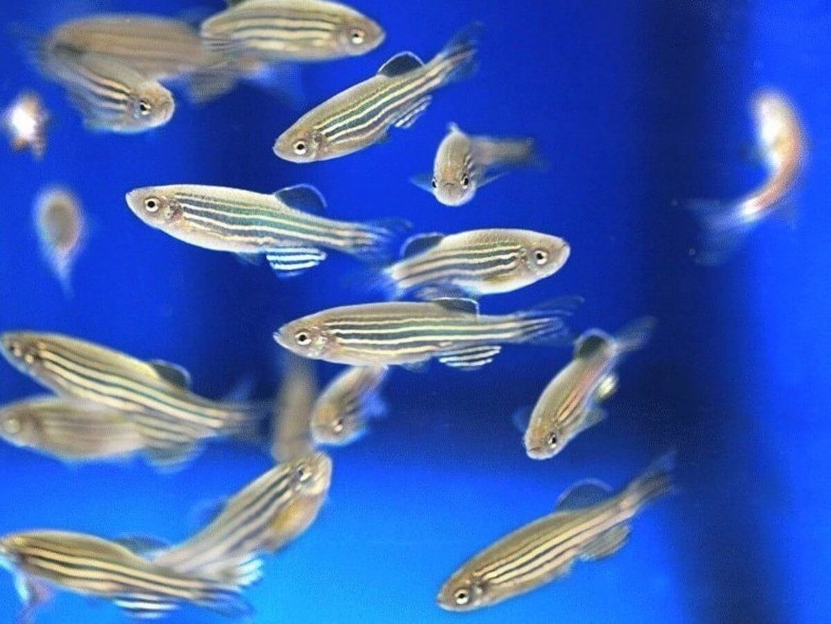 💙 Cuidados básicos del Pez Cebra (Danio Rerio) - AcuariosDIY