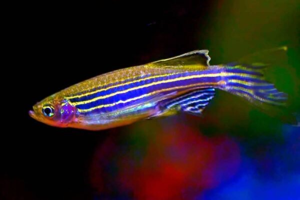 💙 Cuidados básicos del Pez Cebra (Danio Rerio) - AcuariosDIY