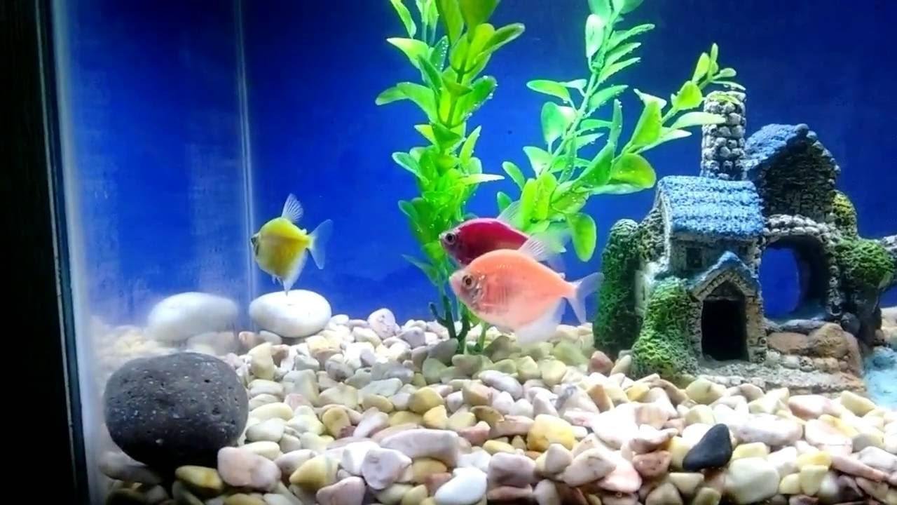 🔶 Cuidados básicos del pez Monjita. - AcuariosDIY